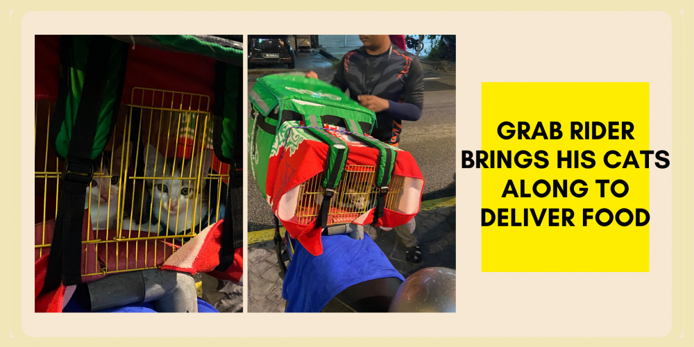 The Grab Rider Brings His Cats Along To Deliver Food