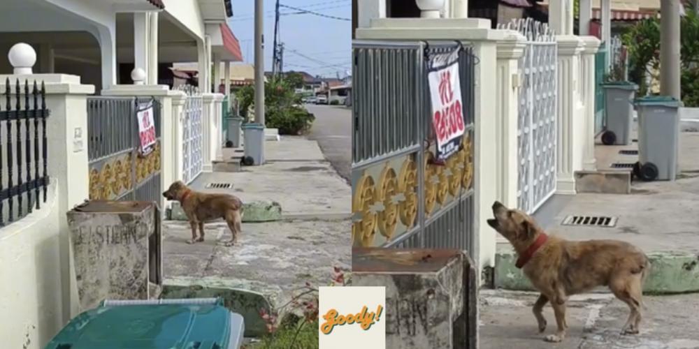 WATCH: “Loyal Landlord!” “Homesick” Dog Touches Netizens’ Hearts After ...