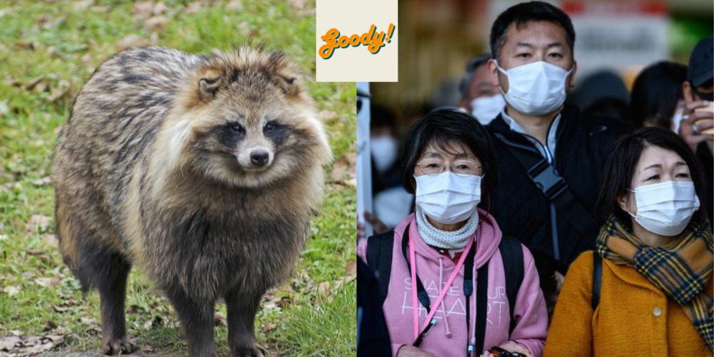 New Data Links C﻿ovid-19’s Origins To Raccoon Dogs At Wuhan Market