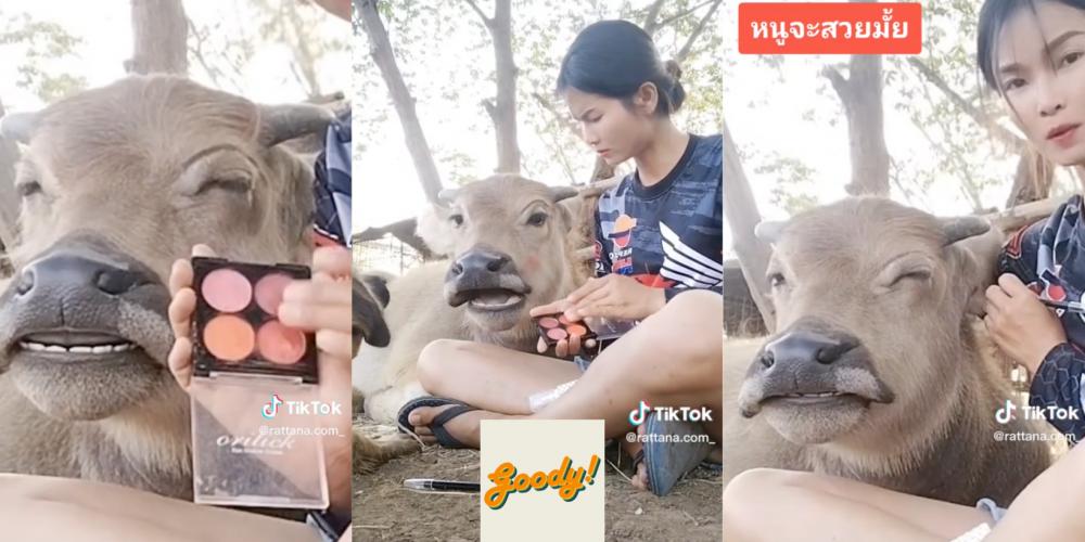 WATCH: Thai Buffalo Now A Beauty Influencer. Owner Applies Make-Up On ...