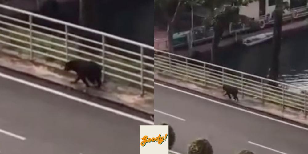 Local Man Spotted Sun Bear Walking On The Side Of The Road In Terengganu