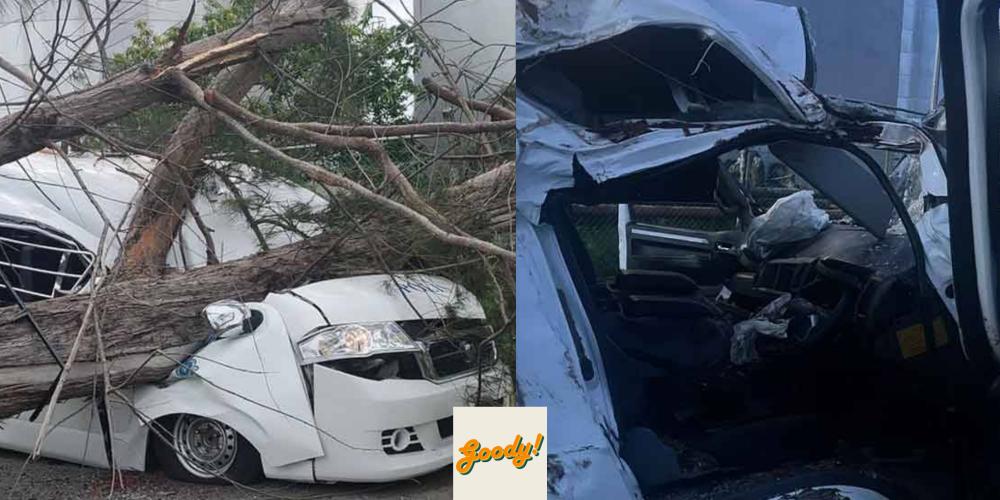 Tragic Loss: Police Officer Killed By Falling Tree While Driving In Sabah