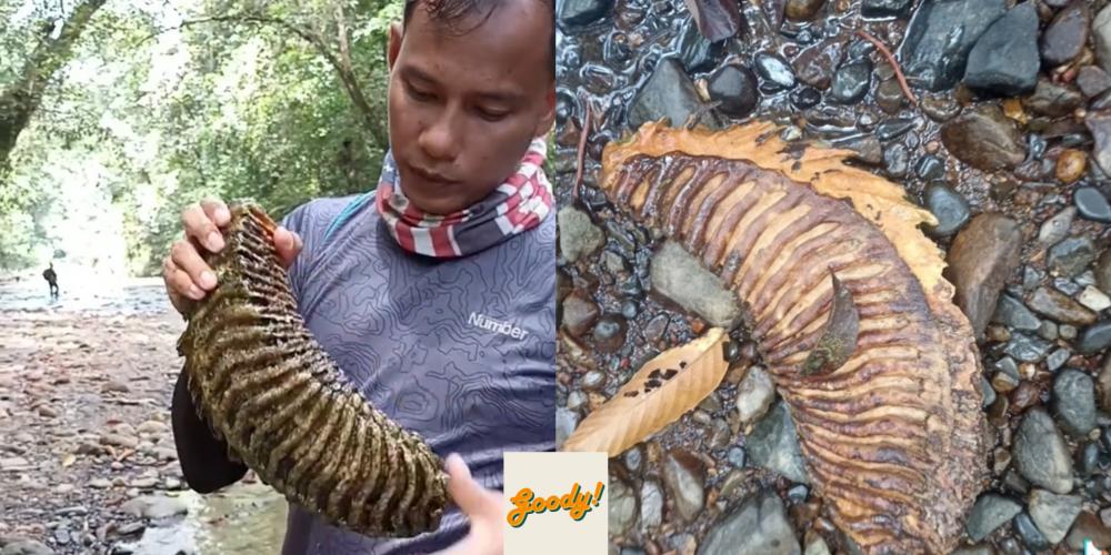 WATCH: Man Discovers Giant Elephant Tooth In River, Reveals Its ...